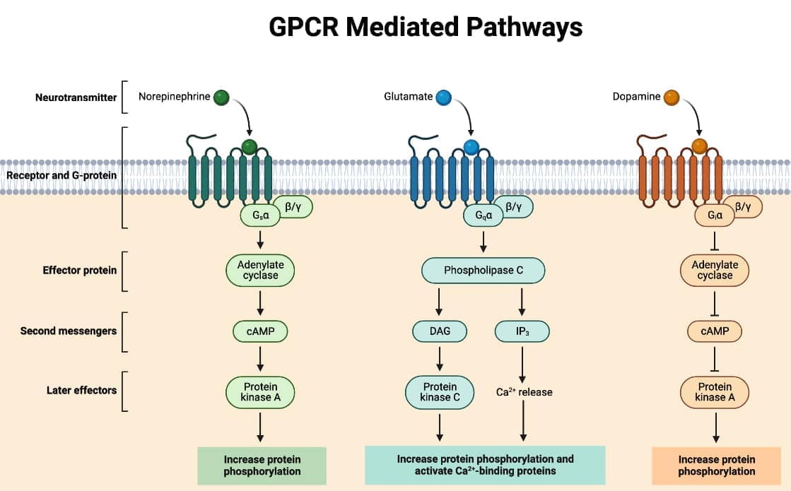 Pharmacodynamics | Pharmacology Mentor
