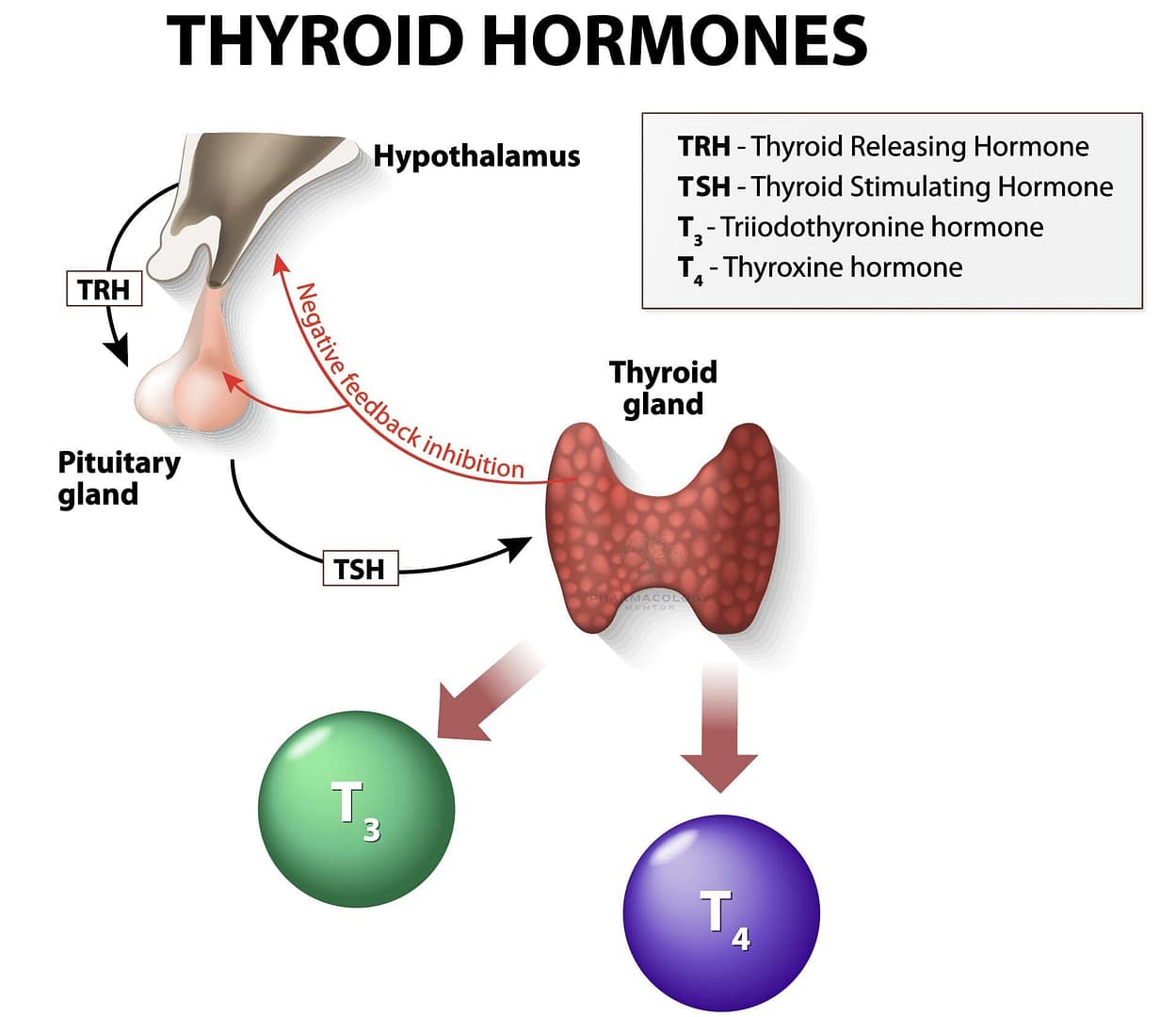 Physiology of the Thyroid Gland | Pharmacology Mentor