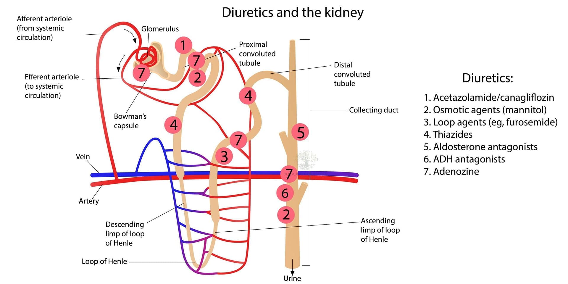 Diuretics and Antidiuretics | Pharmacology Mentor