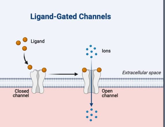 Pharmacodynamics | Pharmacology Mentor