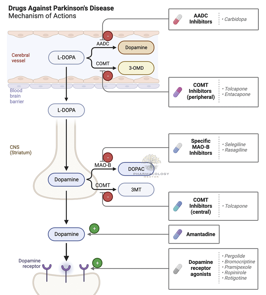 Antiparkinsonian Drugs | Pharmacology Mentor