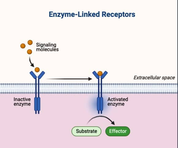 Pharmacodynamics | Pharmacology Mentor
