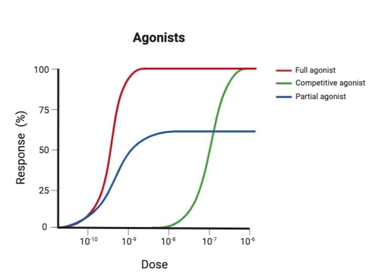Drug-Receptor Interactions | Pharmacology Mentor