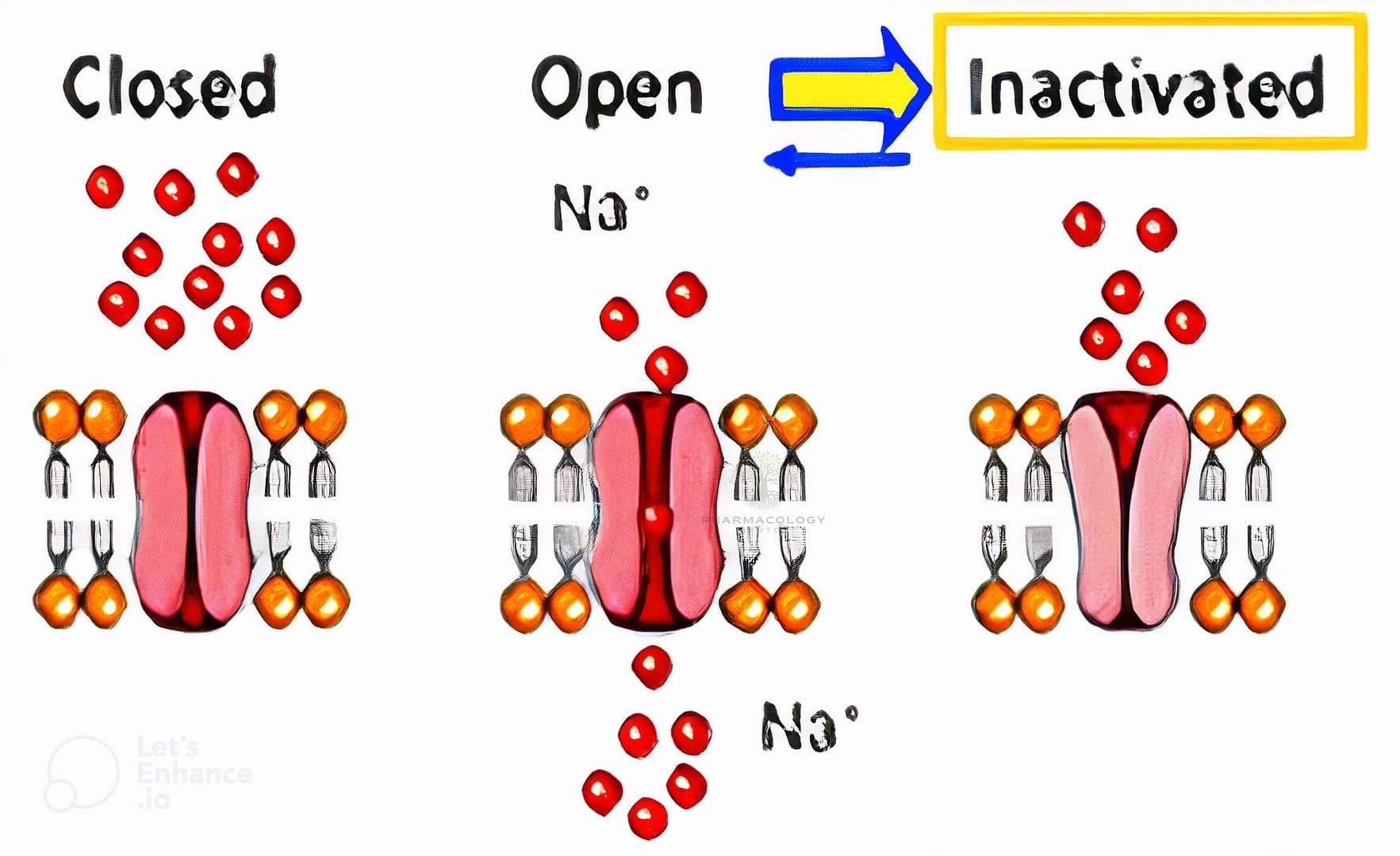 Understanding Sodium Channel Blockers: A Complete Overview for Medical ...